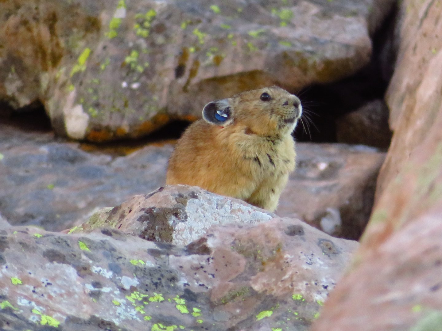 Too Hot to Trot? Pika Ecology in a Time of Global Change - ACES