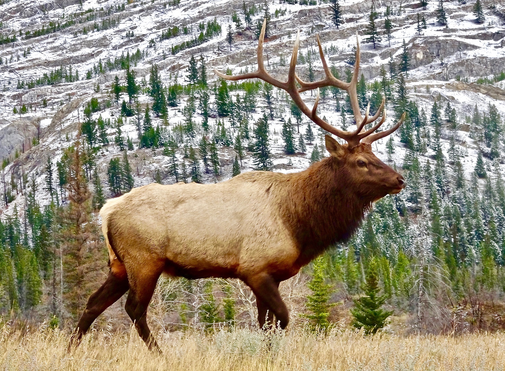 Disappearing Elk: Loving Our Wild Places to Death - ACES