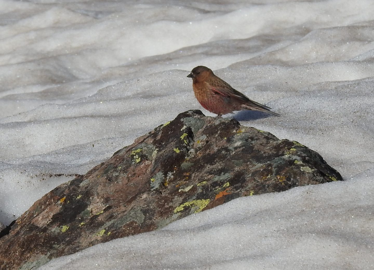 Denizens of the Alpine: Breeding Site Selection and Winter Movements of ...