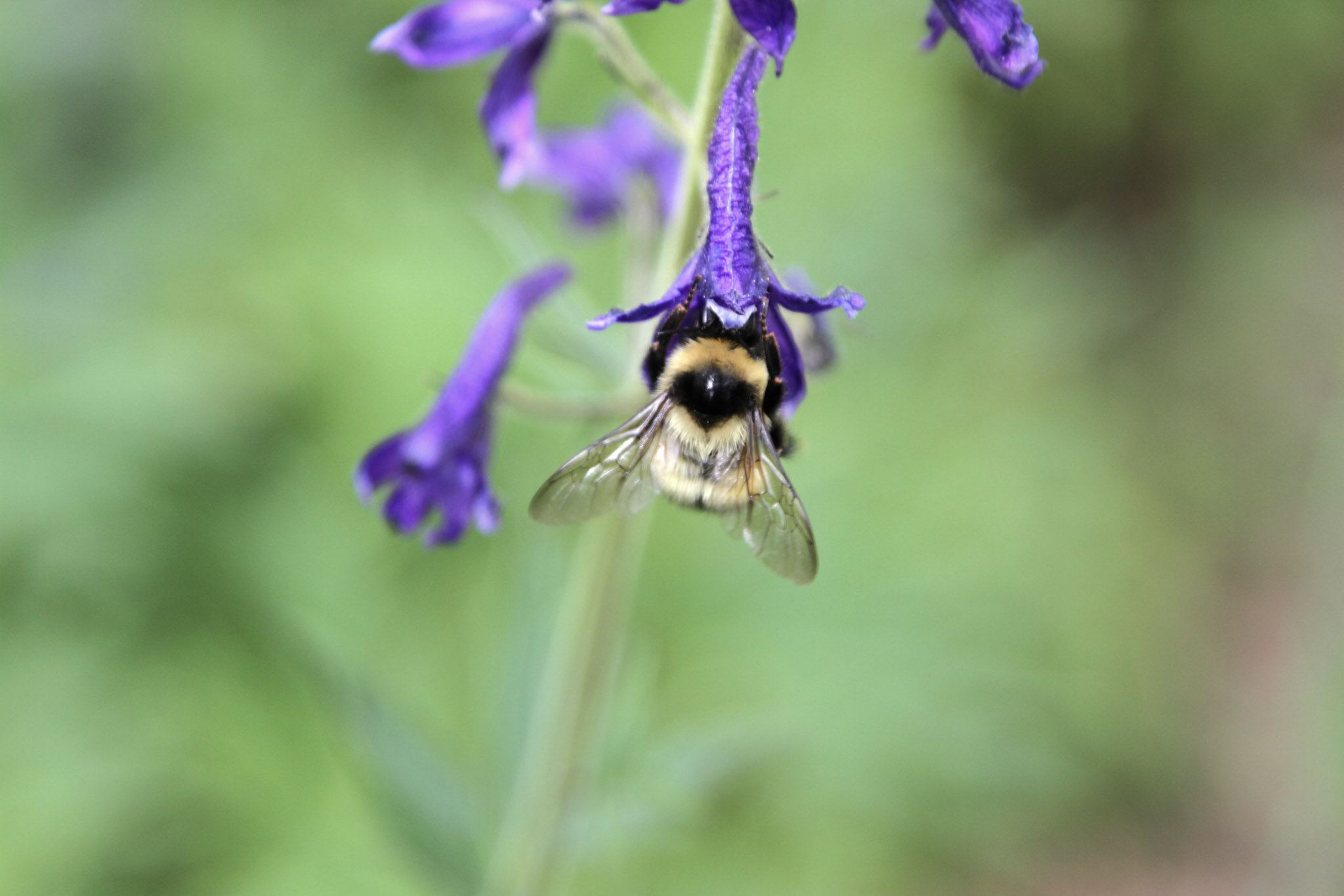 Pollination Ecology: Biology of a Partnership - ACES