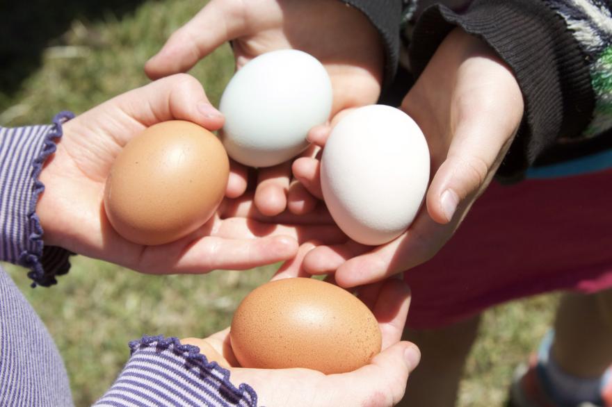 Egg Collection - ACES