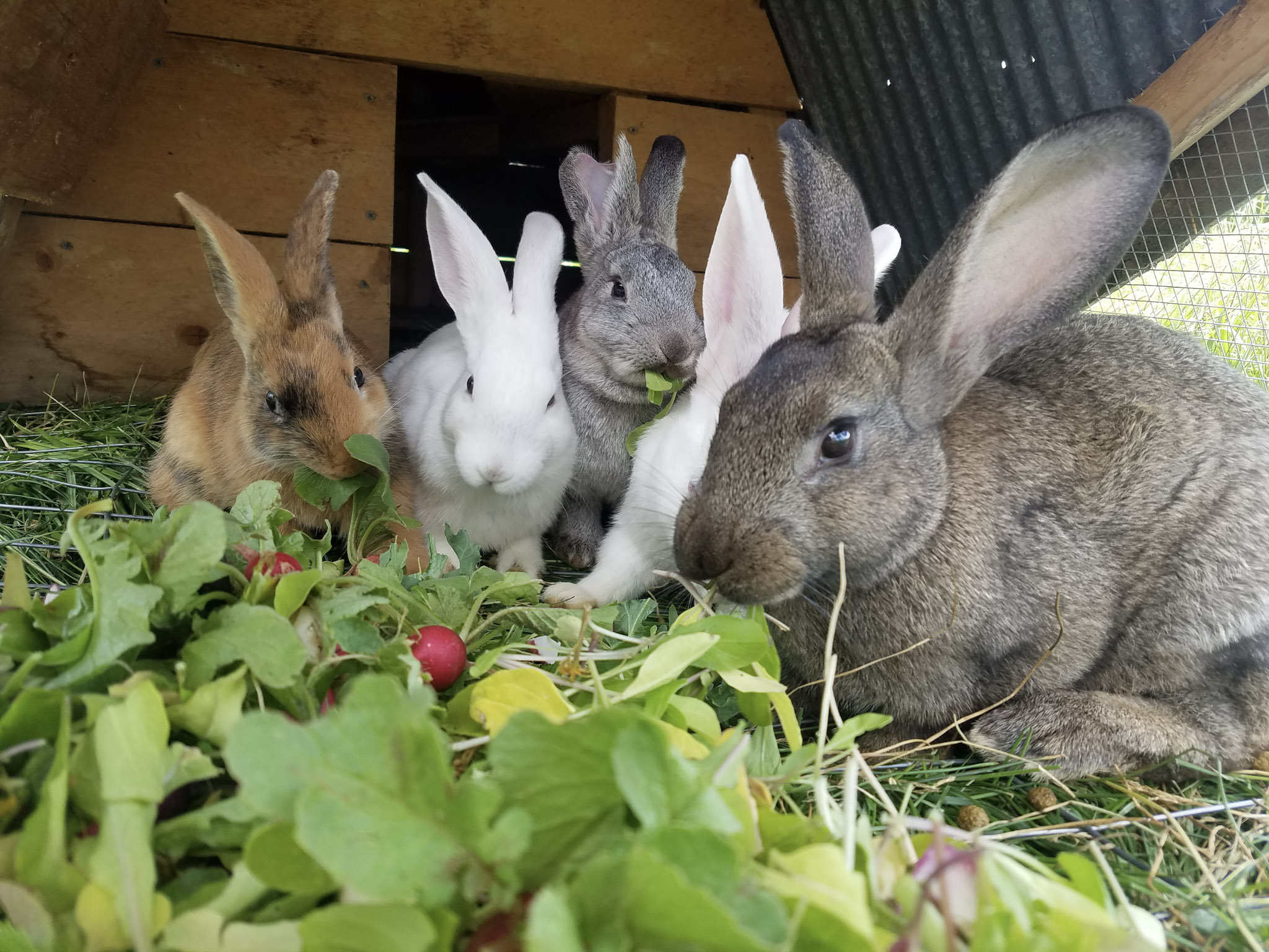 Farm Animal Connections - ACES