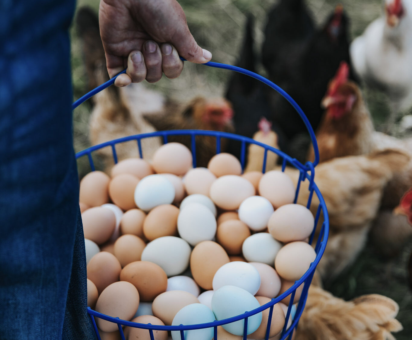Rock Bottom Ranch in Basalt, Colorado - ACES