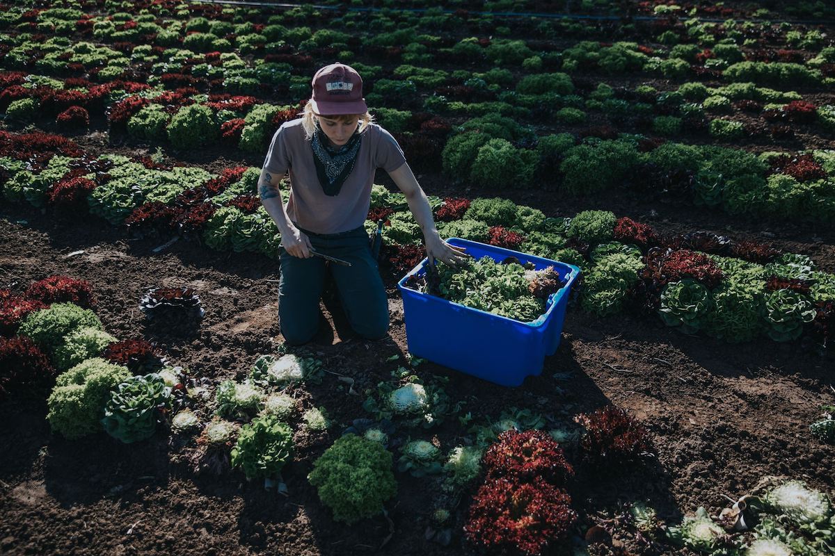 June 2023 Farmer Updates from Rock Bottom Ranch - ACES