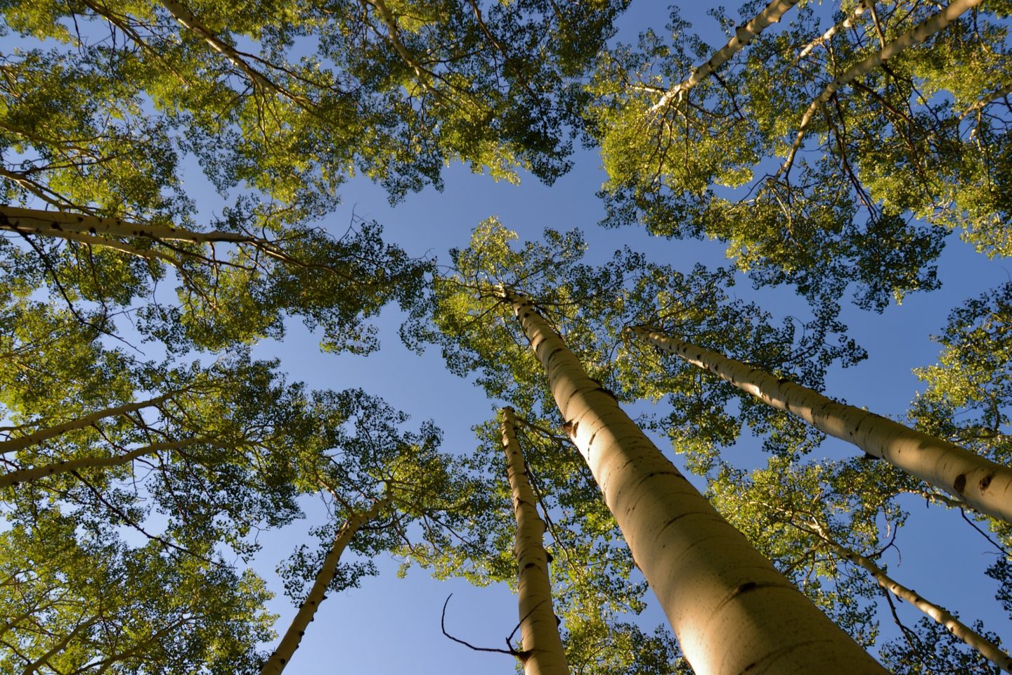 Uncanned Oxygen: Know Your Trees at the Aspen Space Station - ACES