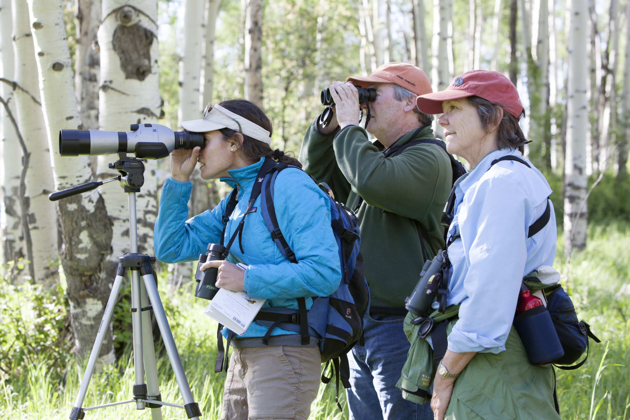 North Star Birding: Songs of Breeding Birds - ACES