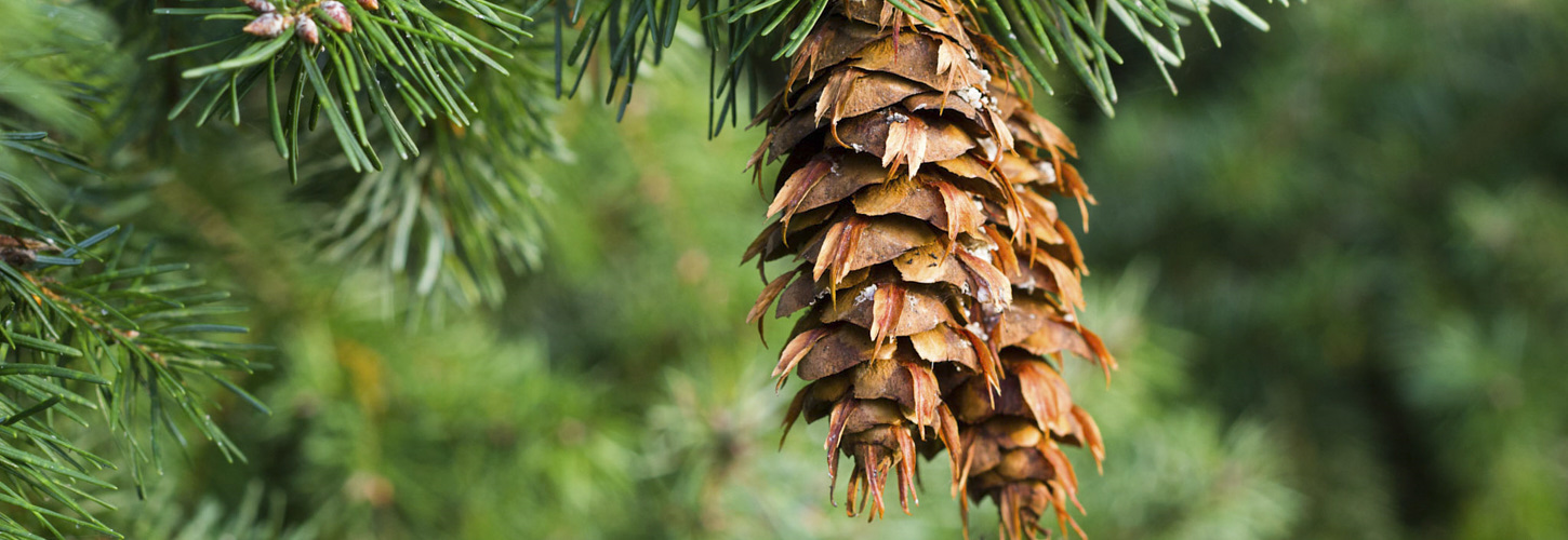 Know Your Trees | Tree Identification Walk - ACES