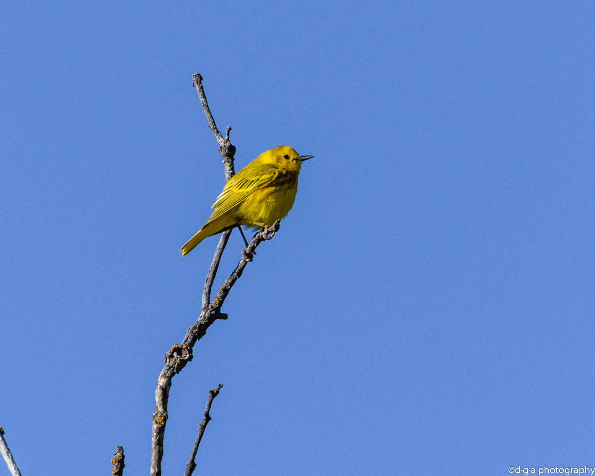 Open Space Fall Bird Migration Field Trip | Upper Roaring Gorge TWO - ACES