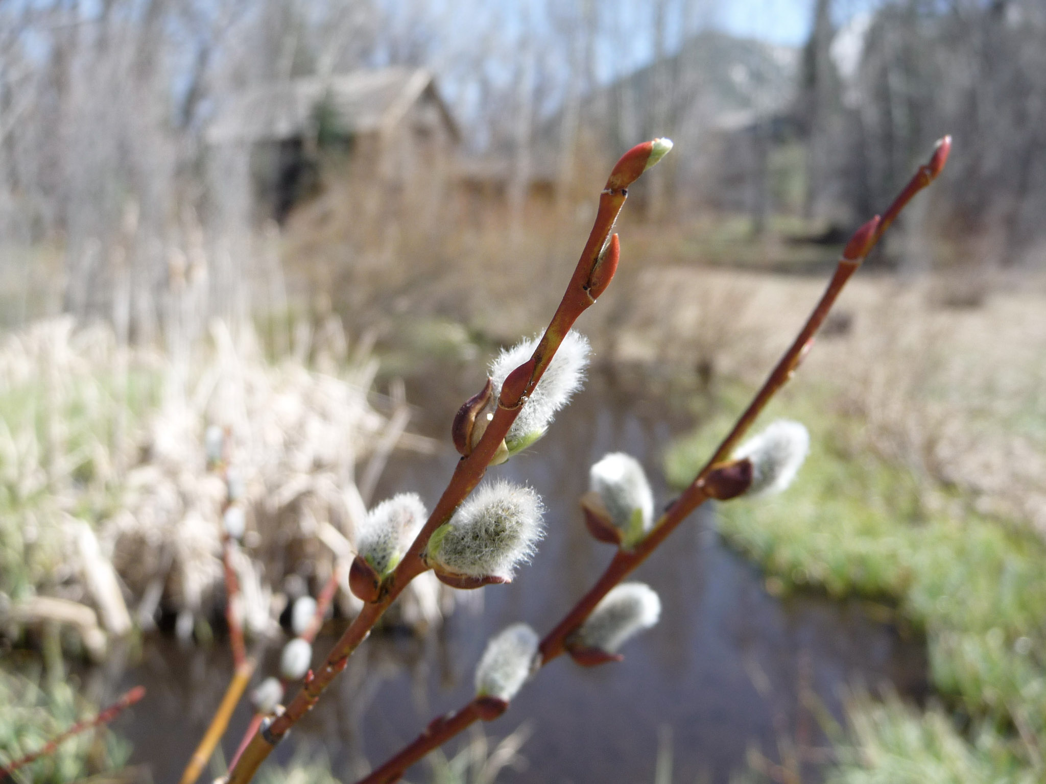 Earth Day in May - ACES