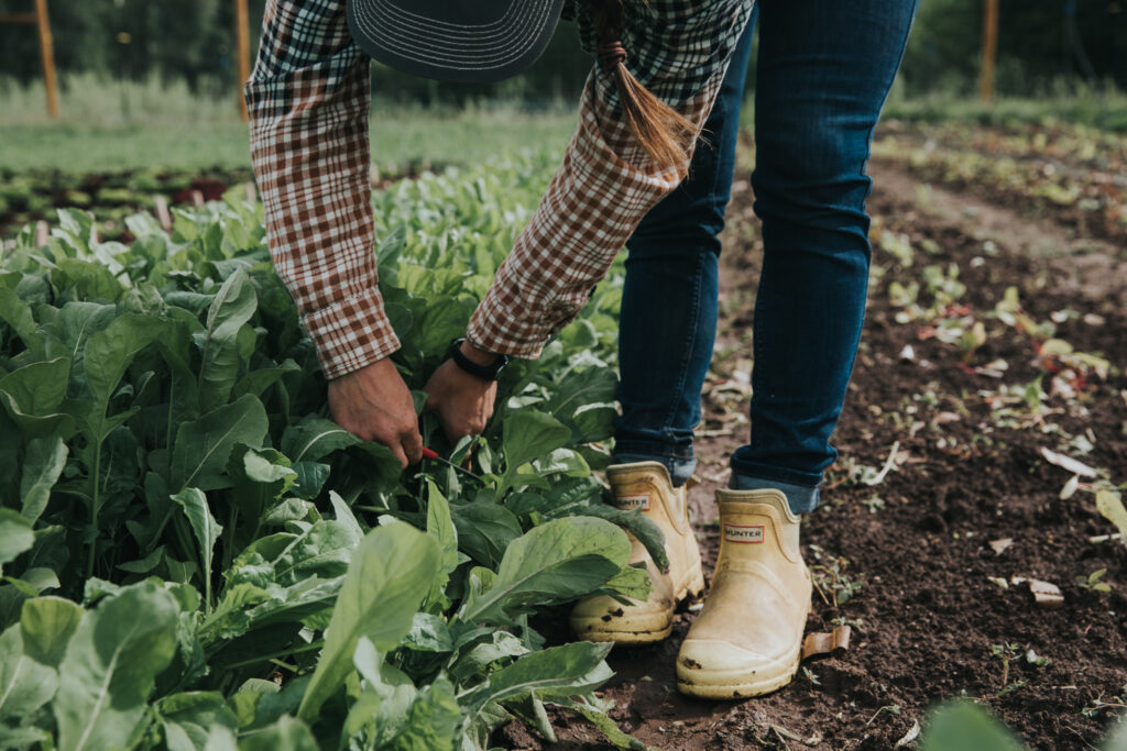 June 2023 Farmer Updates from Rock Bottom Ranch - ACES