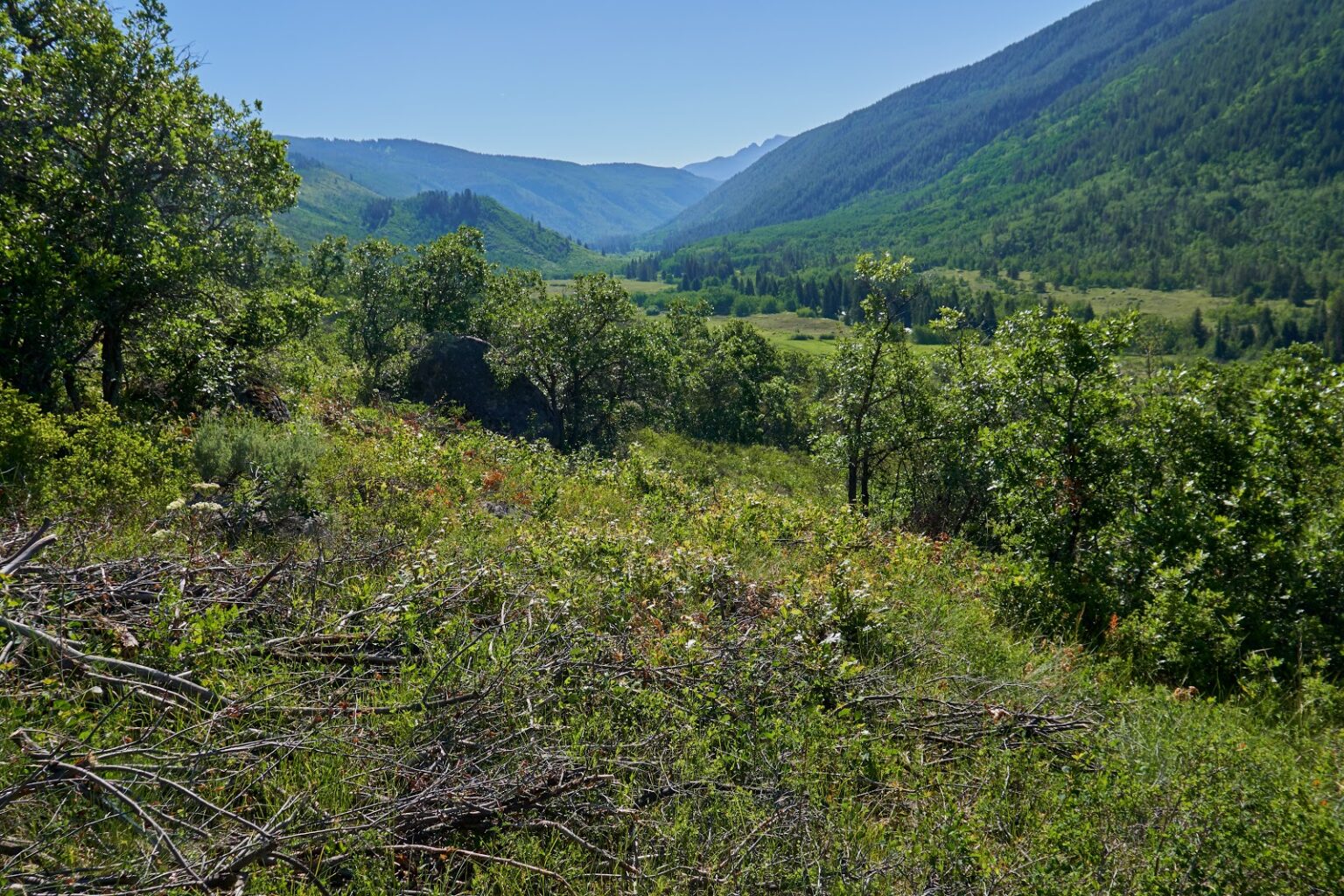 Forest Health Program in Aspen - ACES