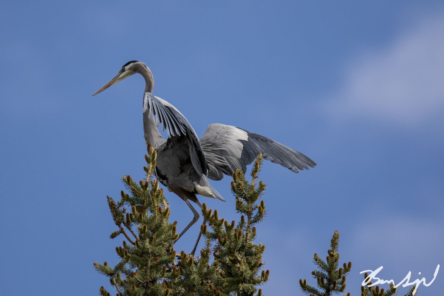 Wetland Wonders - ACES