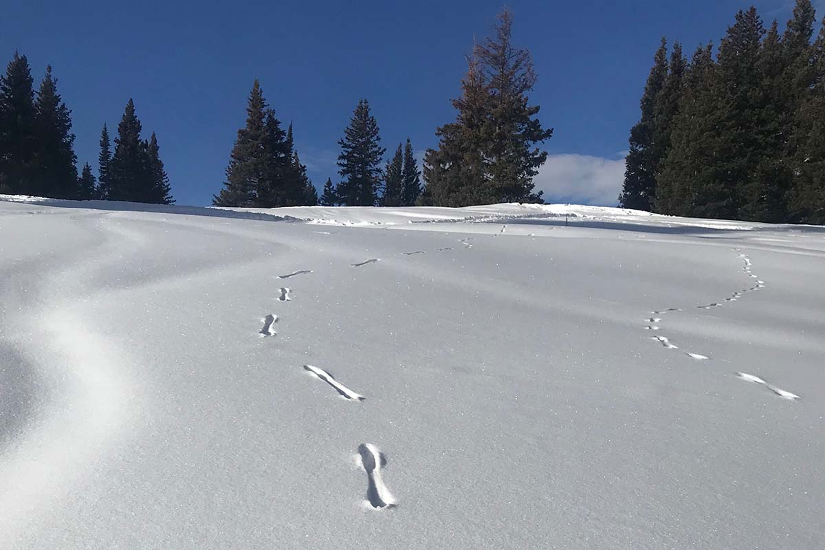 Winter Tracking - ACES