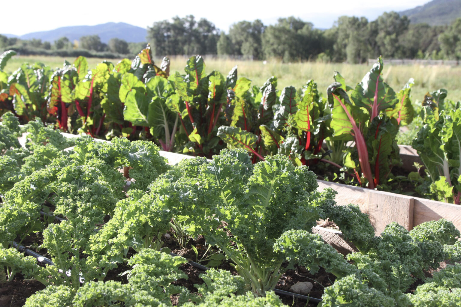 Regenerative Ag - ACES