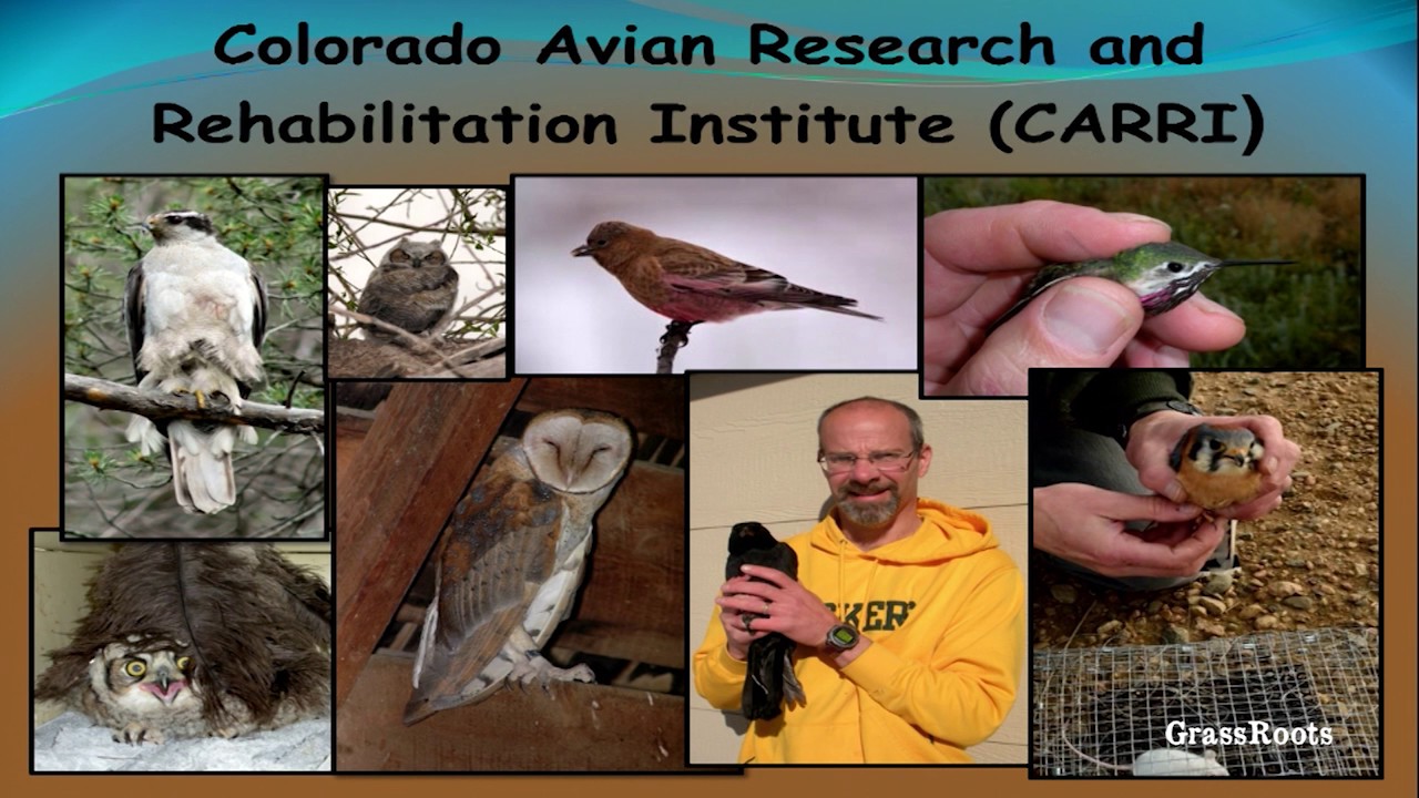 Video: The Second Colorado Breeding Bird Atlas Project - ACES