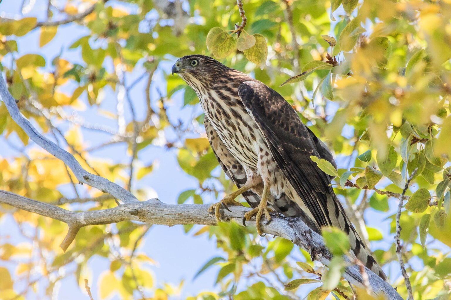 Rock Bottom Ranch in Basalt, Colorado - ACES