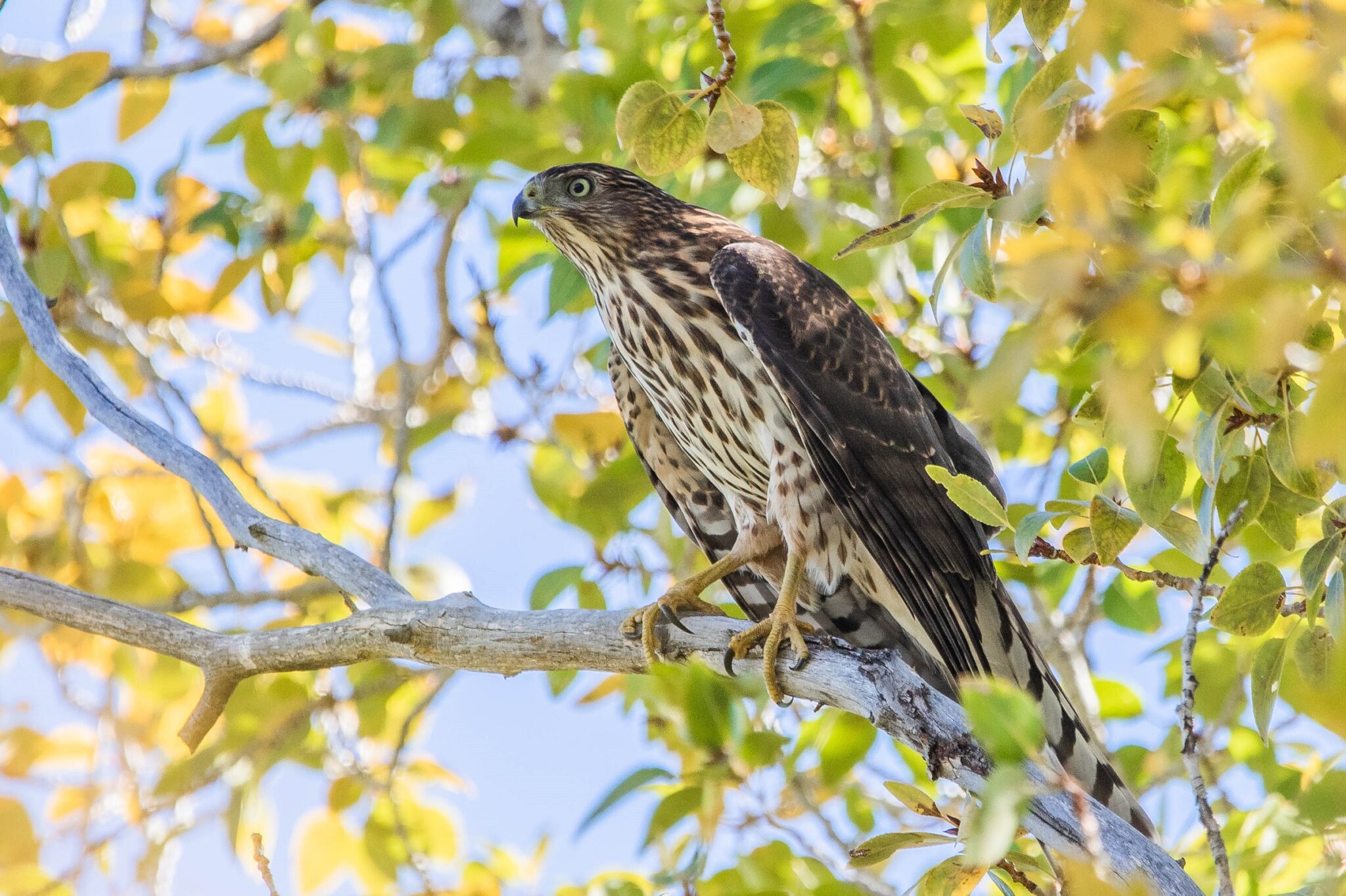 Rock Bottom Ranch in Basalt, Colorado - ACES