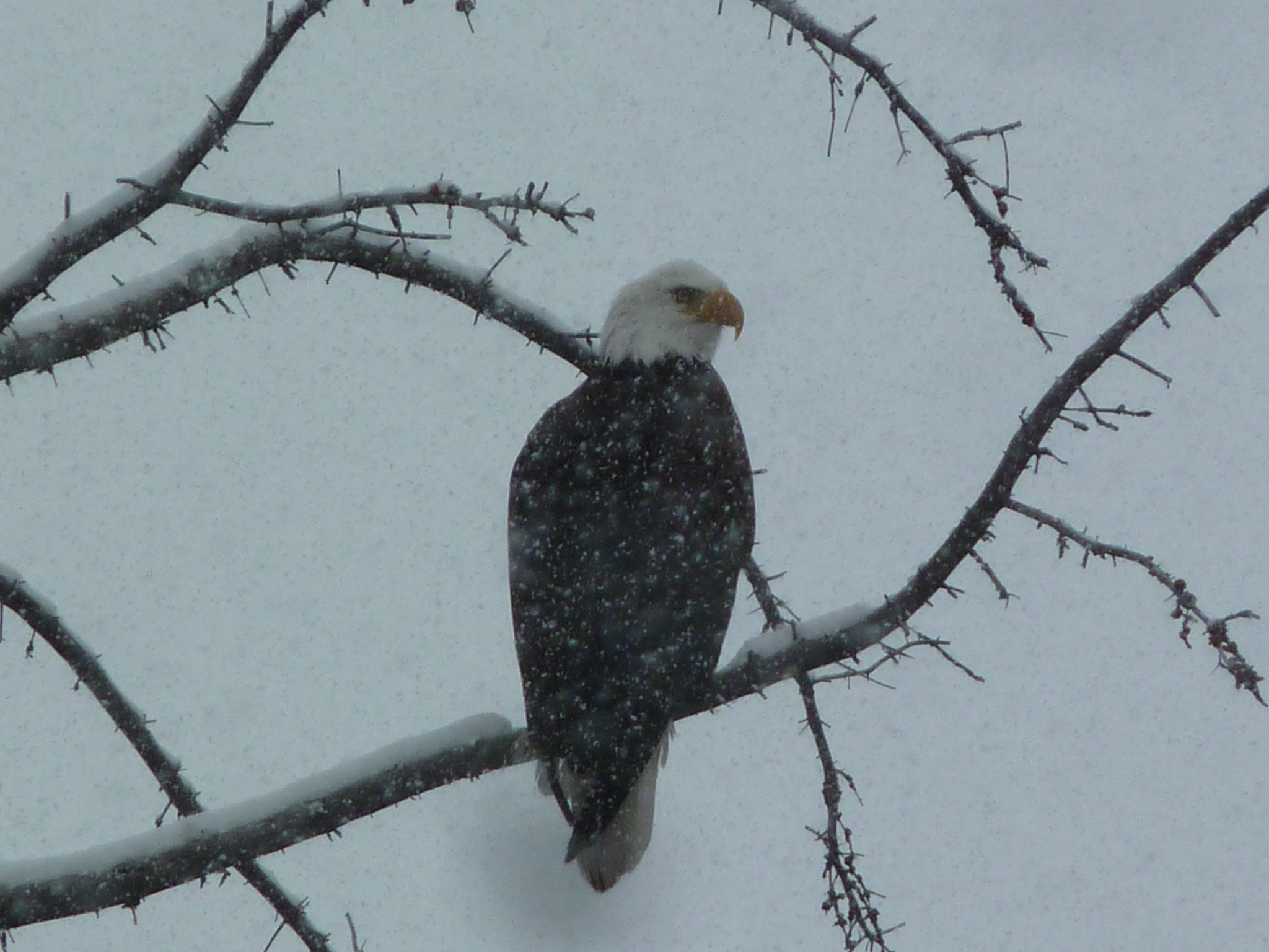 126th Annual Christmas Bird Count - ACES