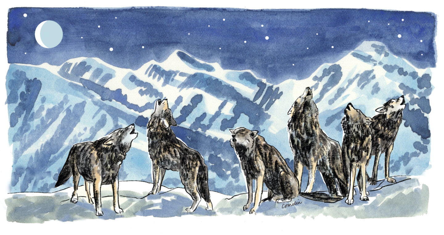 Living with Wolves: Coexistence in Colorado - ACES