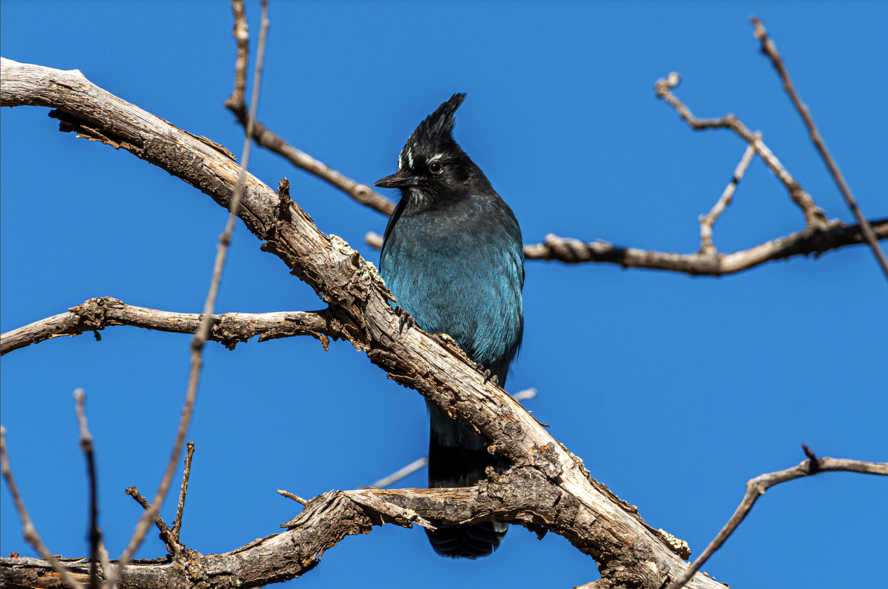 Tune In: Bird Song and Behavior - ACES