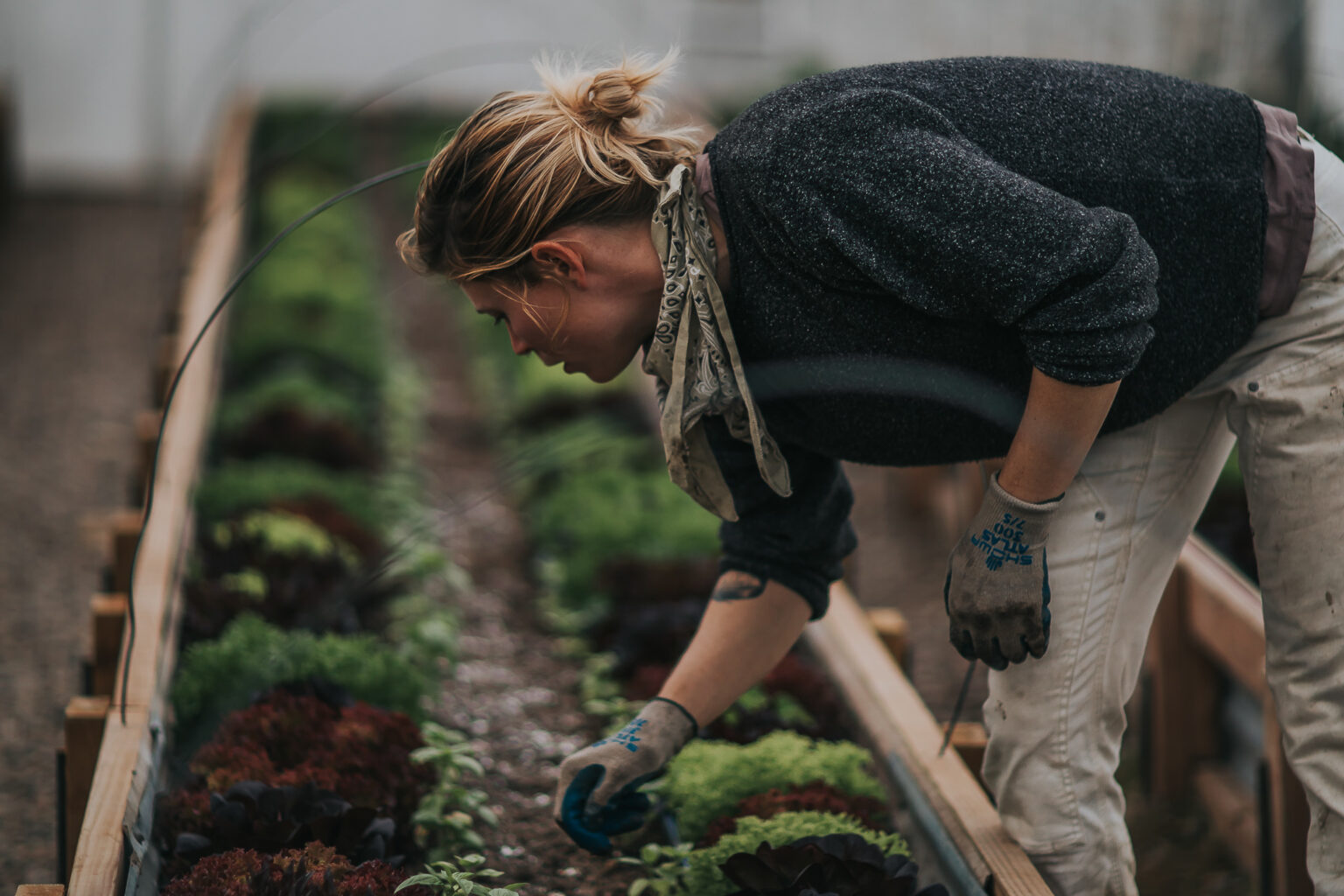 August 2023 Farmer Updates from Rock Bottom Ranch - ACES