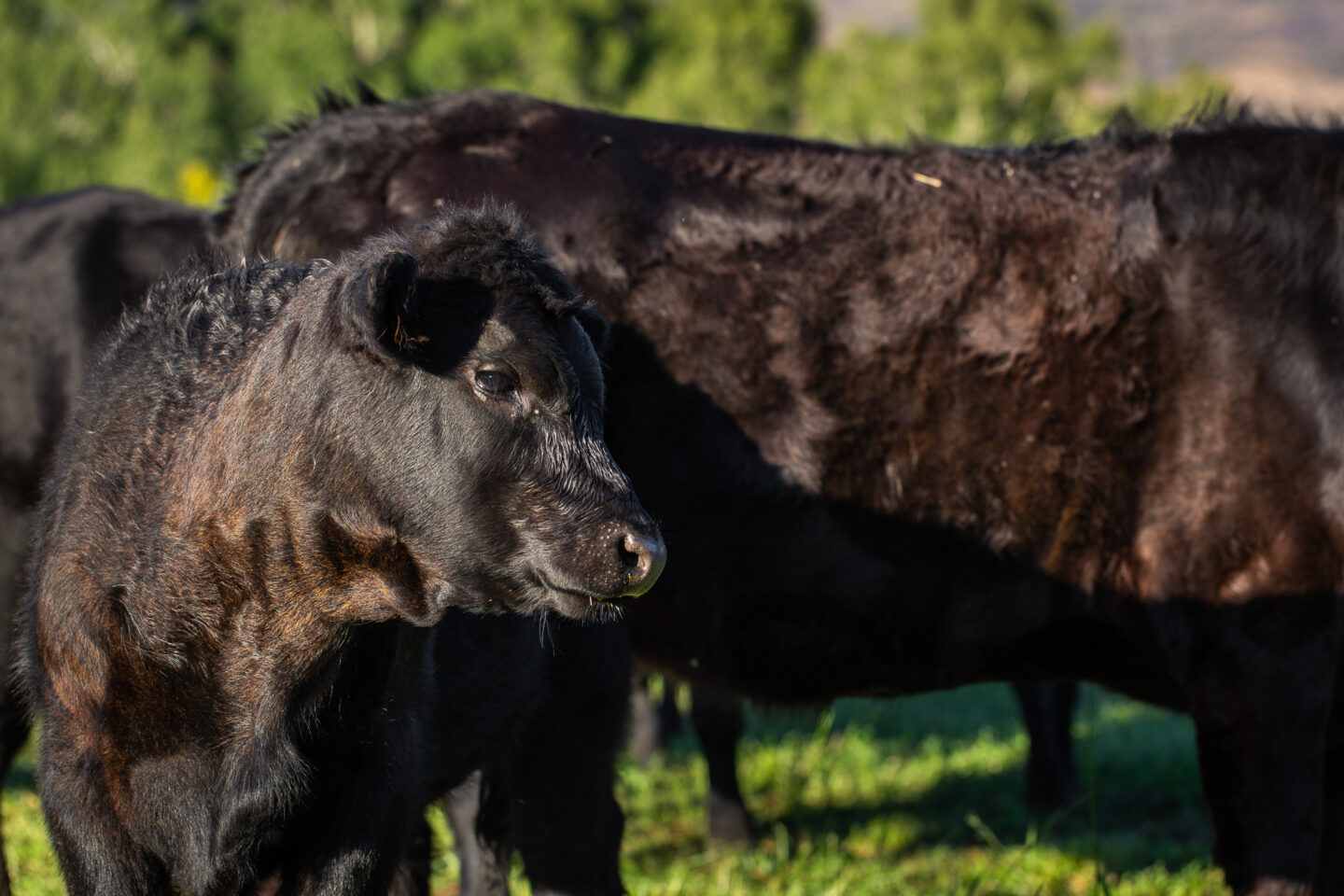 August 2023 Farmer Updates from Rock Bottom Ranch - ACES