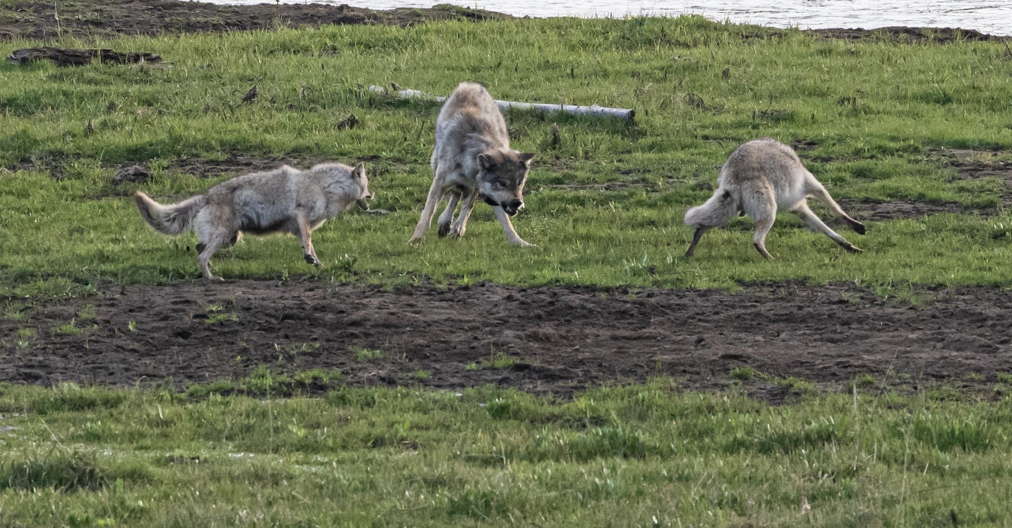 Yellowstone Wolves: A Quarter Century of Research and Observations - ACES