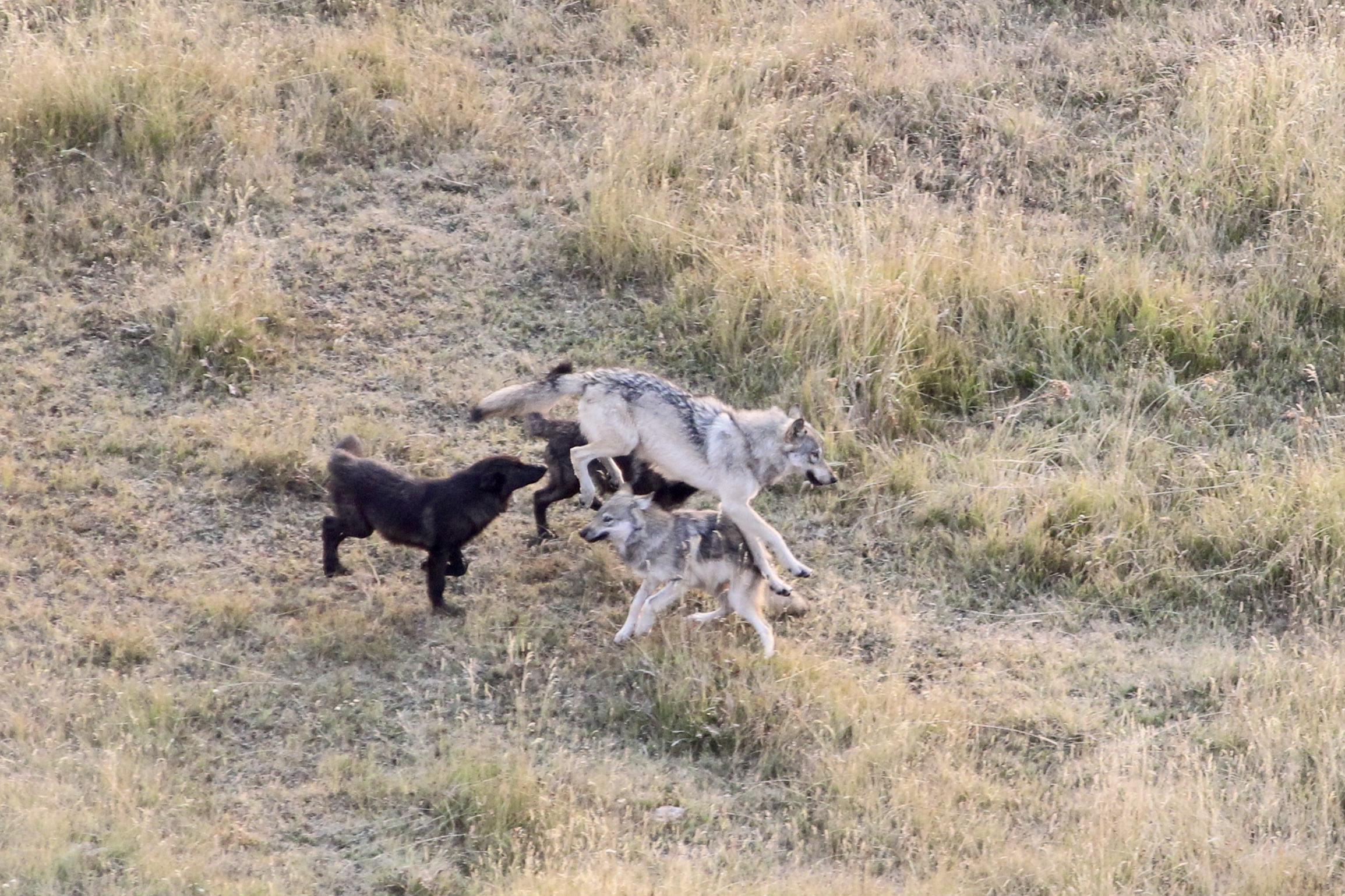 Video: Yellowstone Wolves - A Quarter Century of Research ...