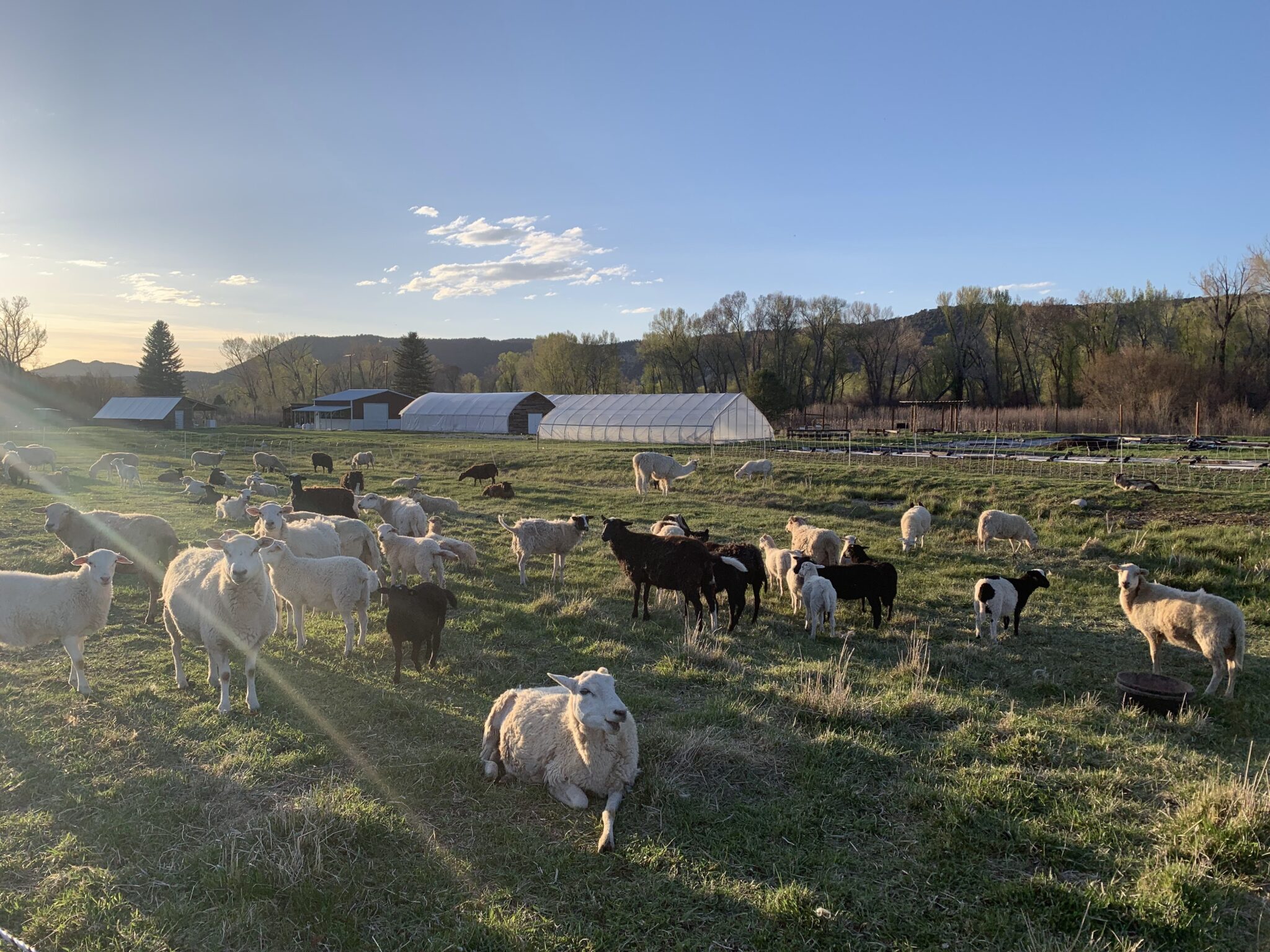 Reducing Human-Animal Conflict: Integrated Pest Management at Rock ...