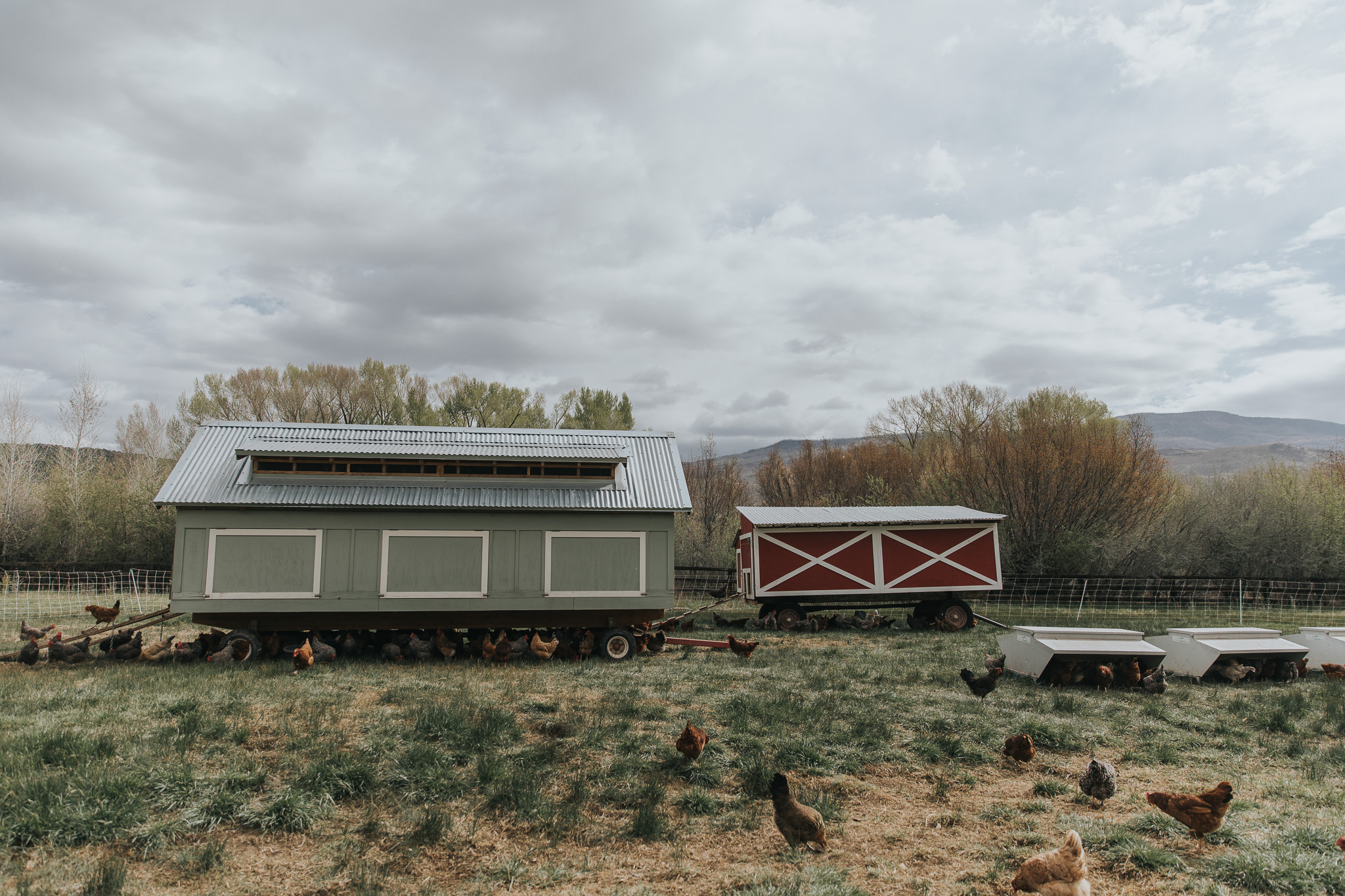 The Seasonality of Eggs: Laying Hens - ACES