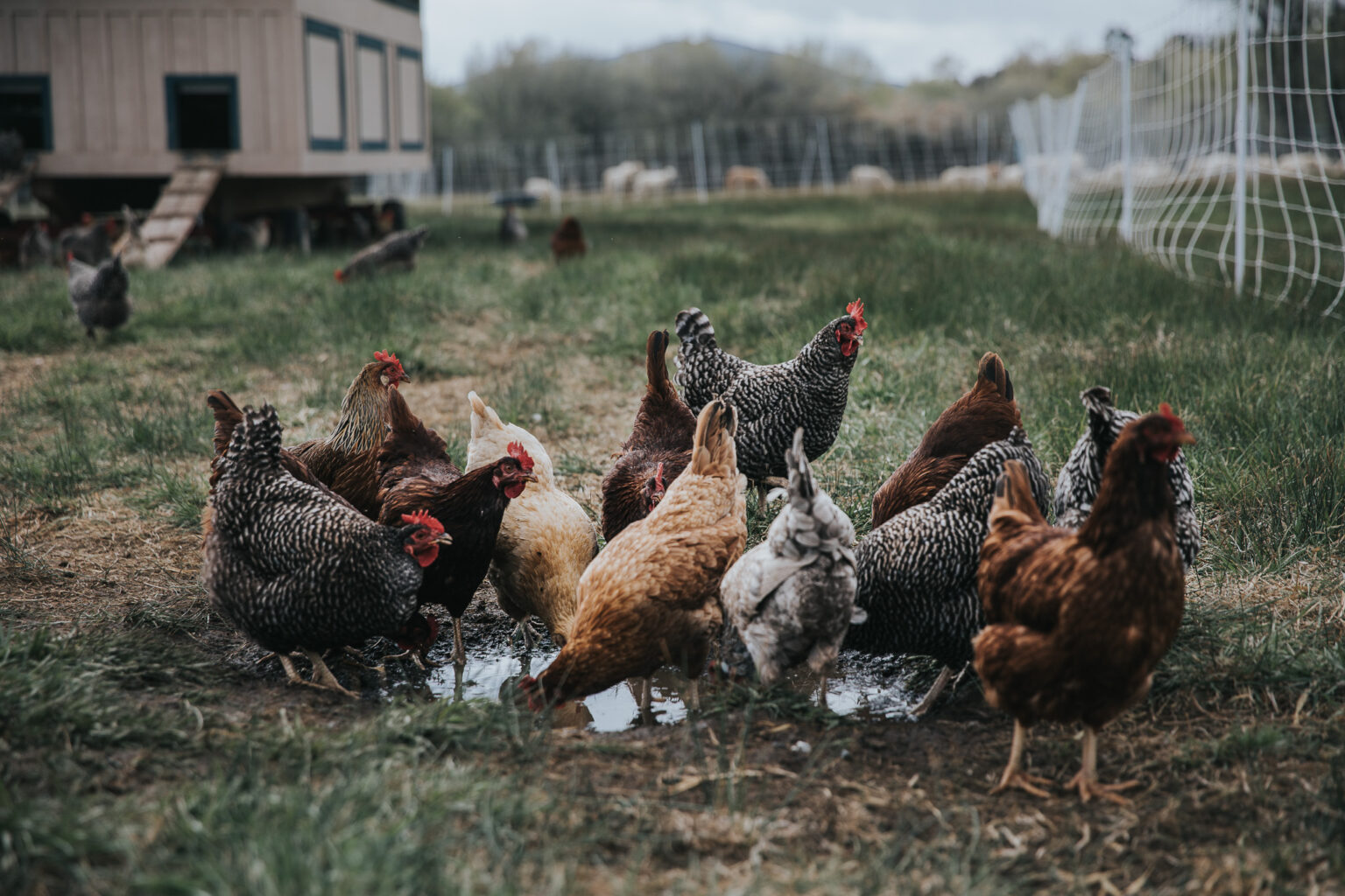 The Seasonality of Eggs: Laying Hens - ACES