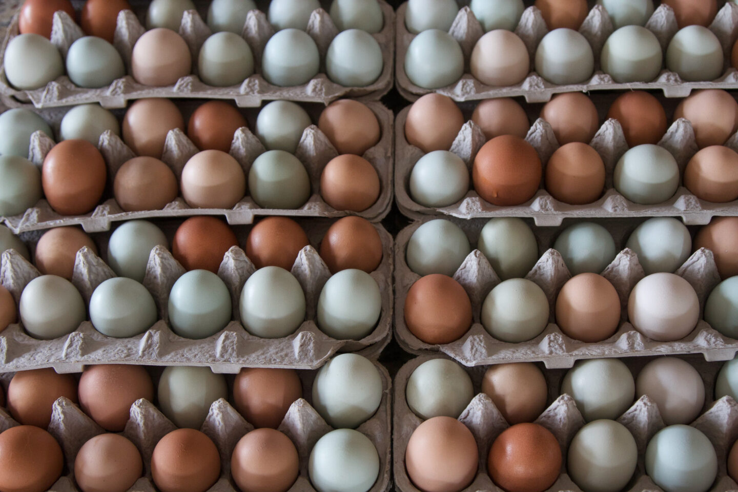 The Seasonality of Eggs: Laying Hens - ACES