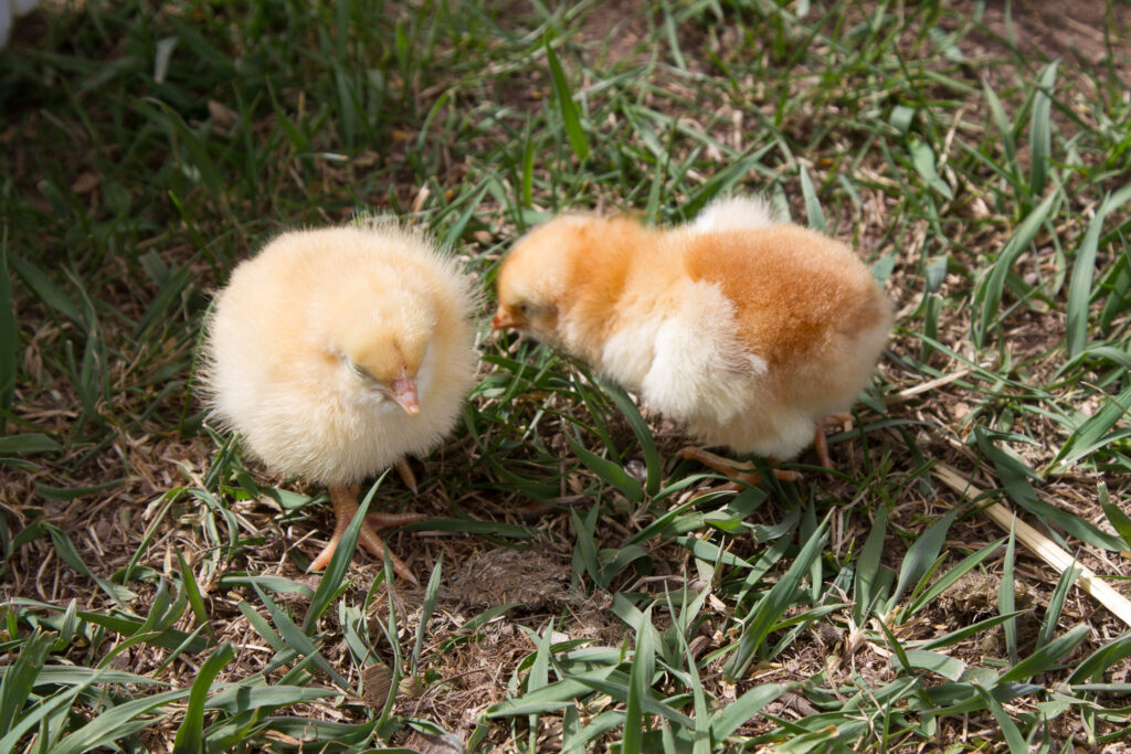 The Seasonality of Eggs: Laying Hens - ACES
