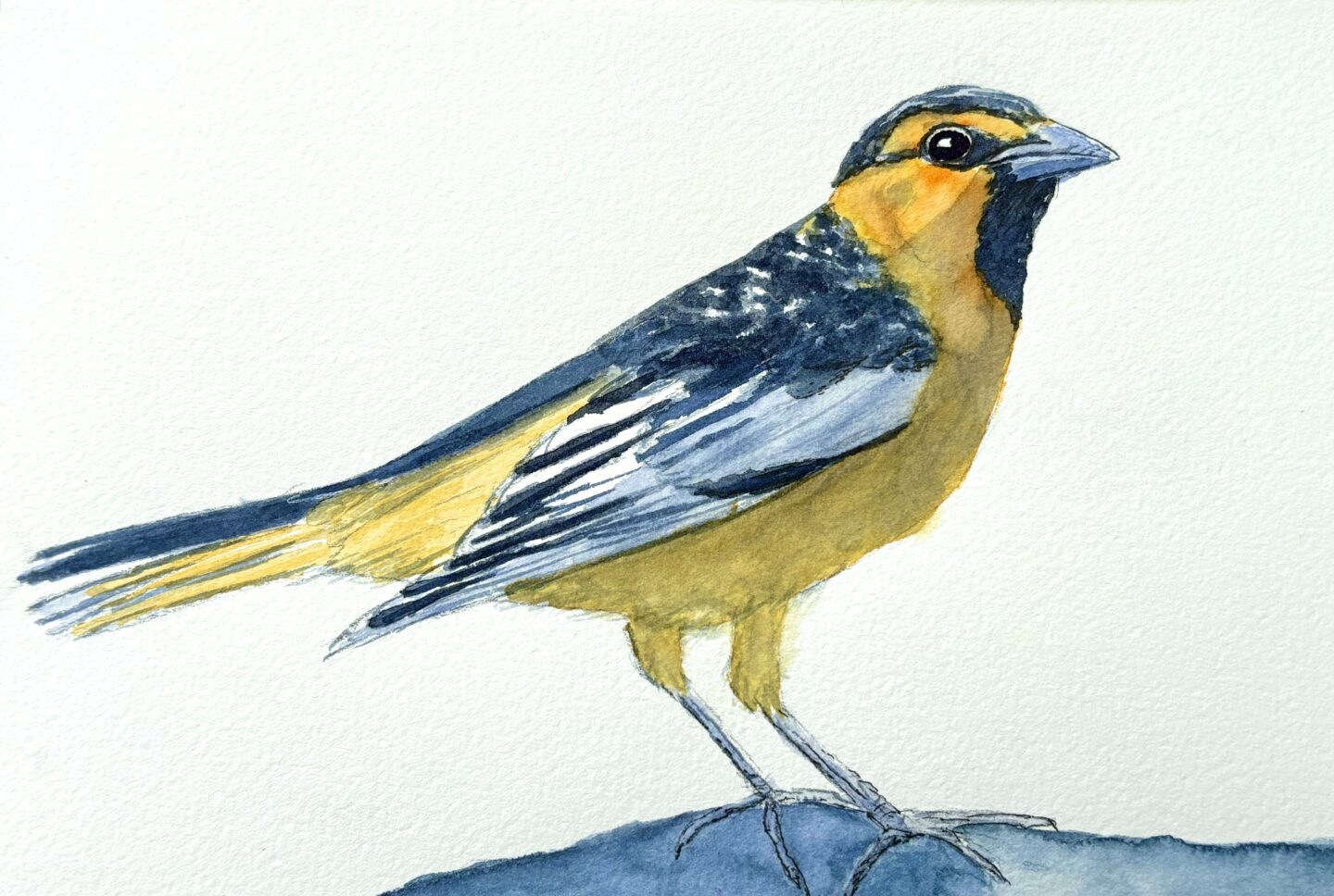 Painting & Birding: Bullock's Oriole - ACES