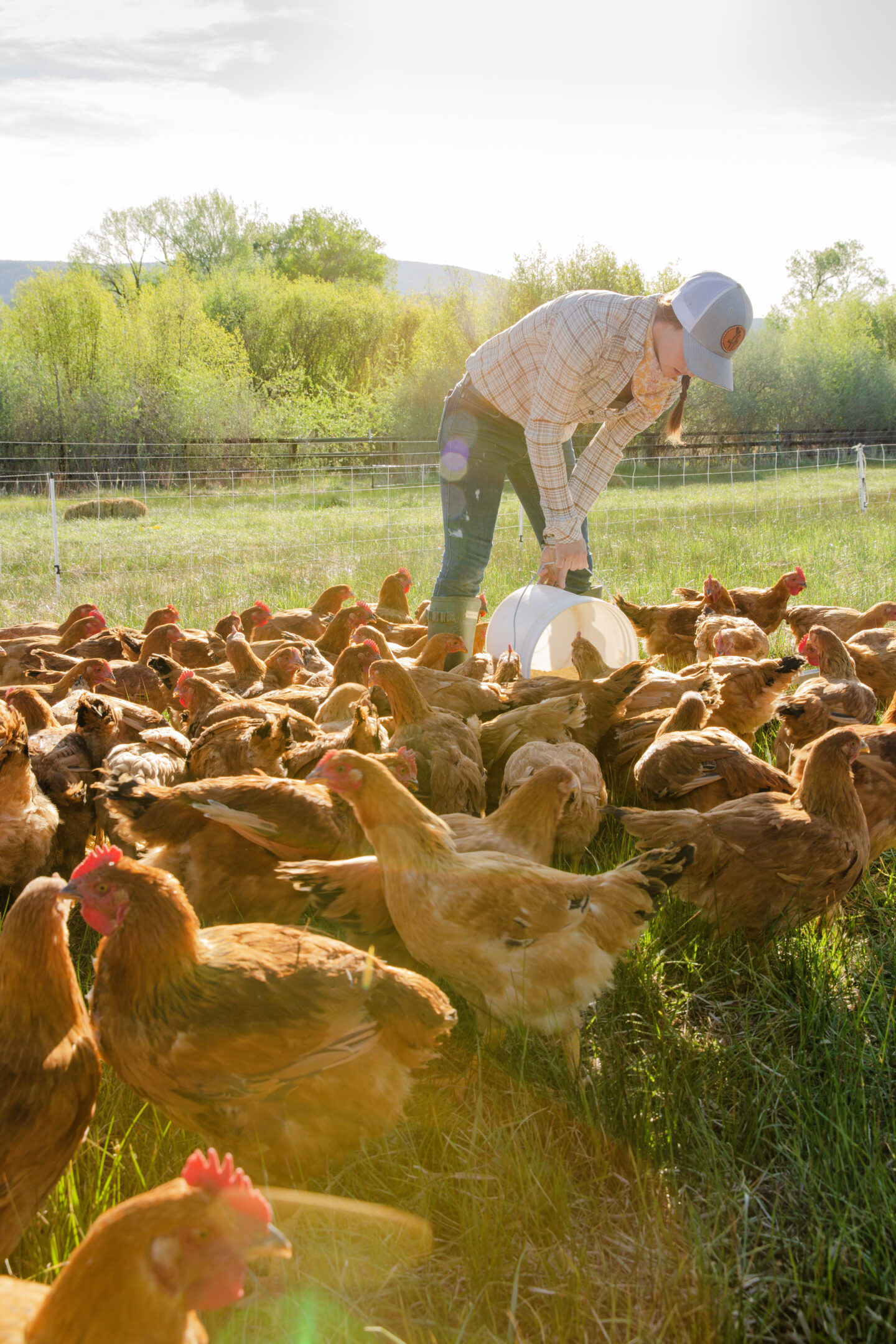 Live Chicken Pick-up - ACES