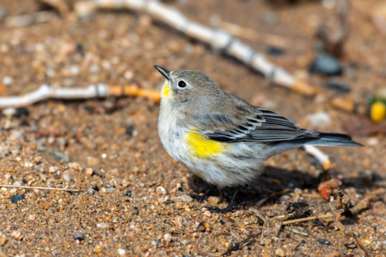 Aspen Center for Environmental Studies - ACES