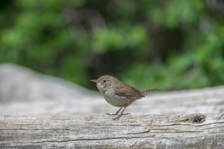 Aspen Center for Environmental Studies - ACES