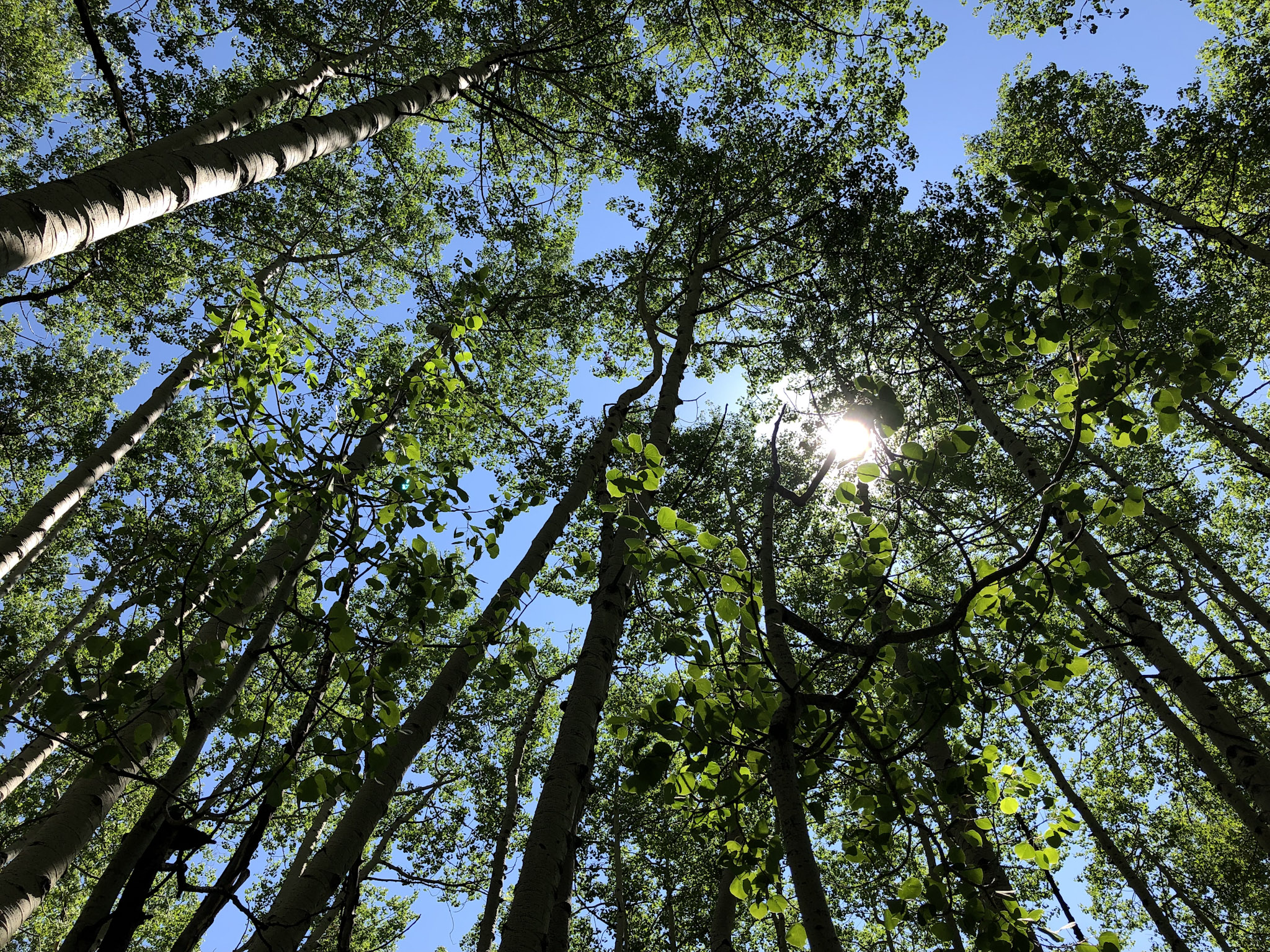 Forest Bathing Walk - ACES
