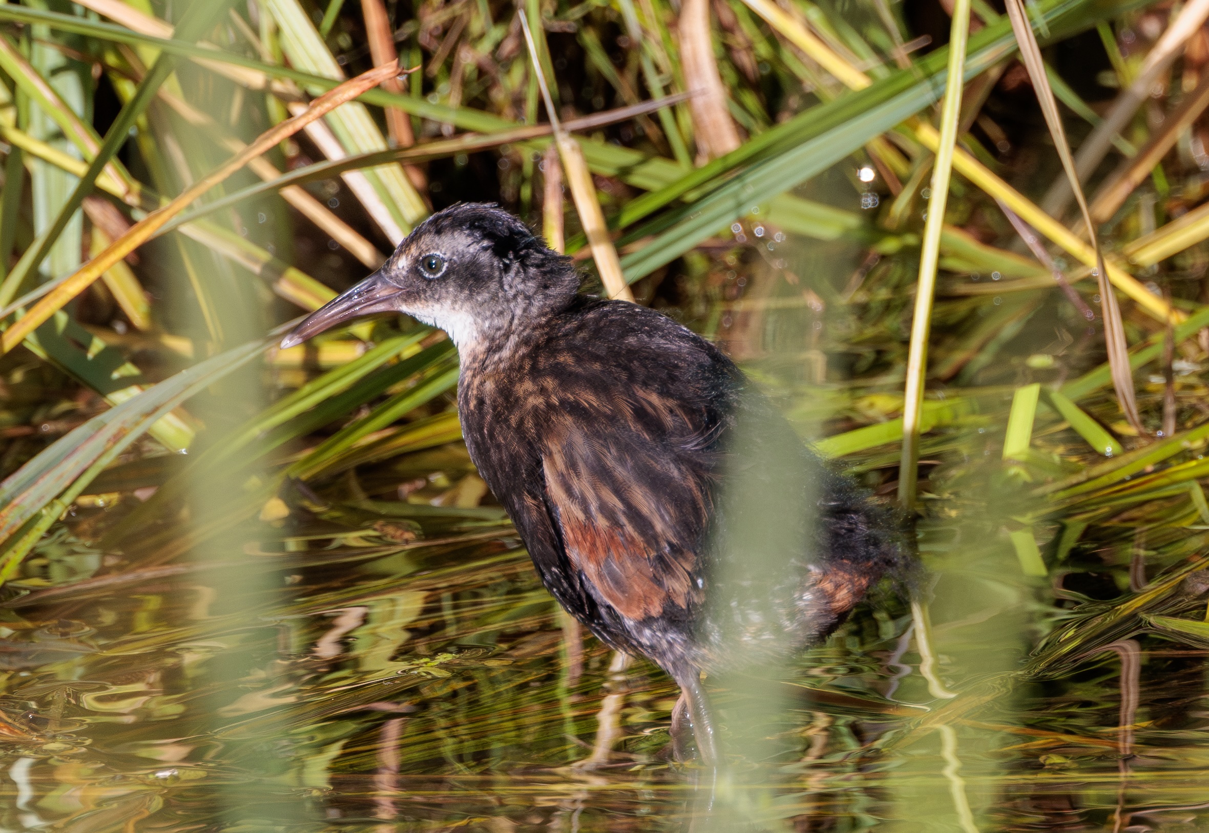 ACES Morning Birding at Rock Bottom Ranch 8/6/2024 - ACES