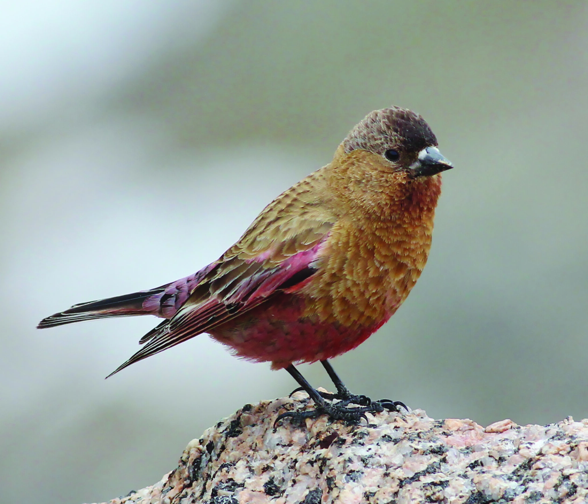 Aspen Center for Environmental Studies - ACES