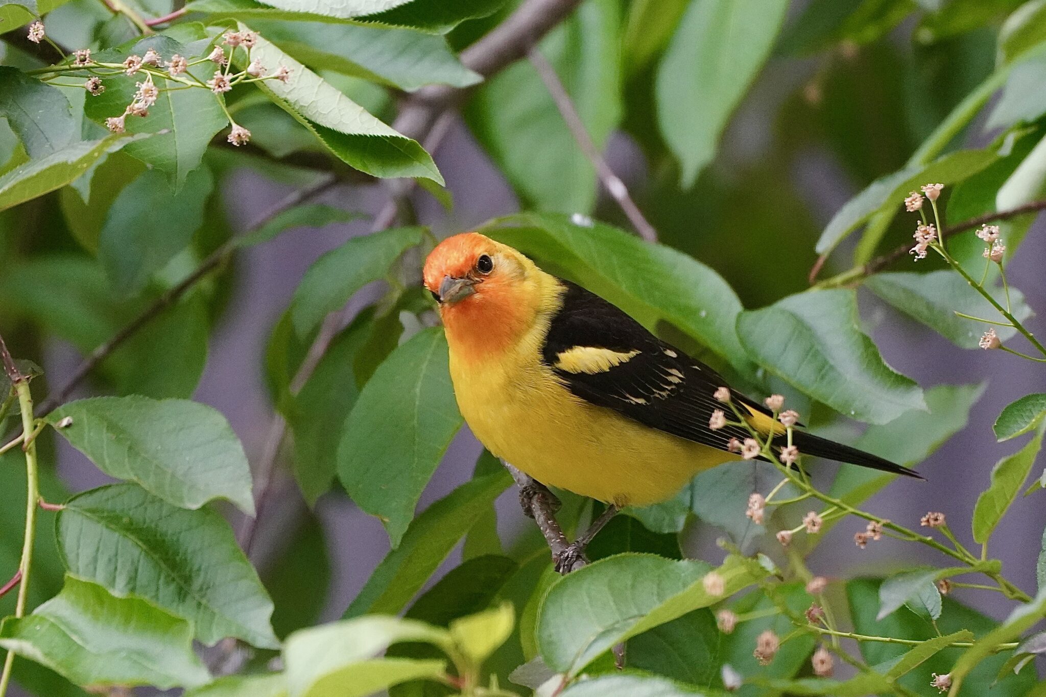 Donations & Memberships - ACES