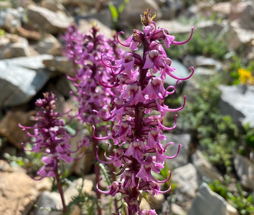 Wild Perspectives | Edible and Medicinal Plants of the Roaring Fork ...