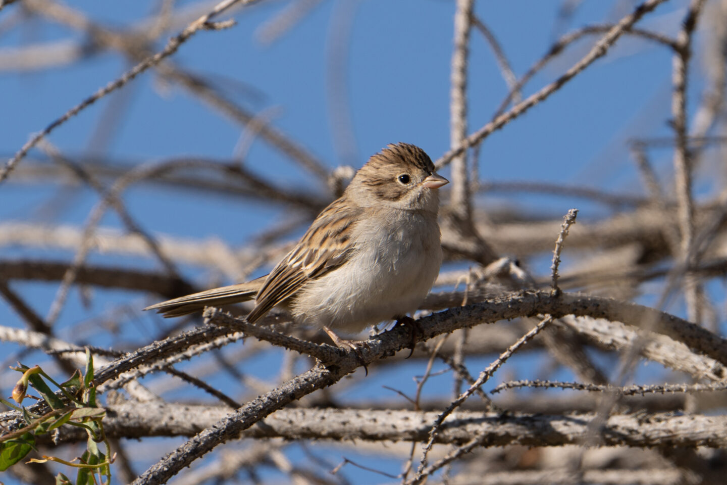 "Sagebrush-obligate birds in western Colorado: unexpected patterns and ...